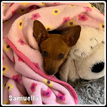 Samuella - Puppy Area