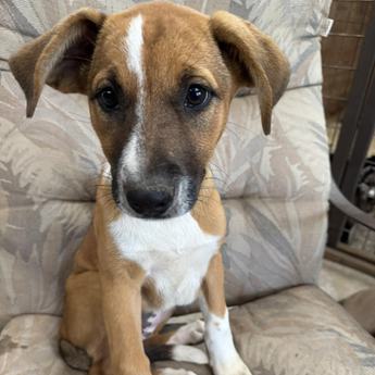 Trinity - Puppy Area