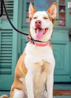 Lexie lou - Puppy Area