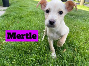 Mertle - Puppy Area