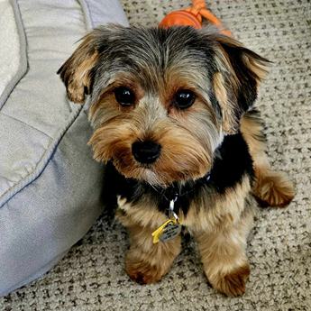 PHOEBE GOLDEN - Puppy Area