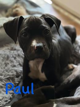 Paul - Puppy Area