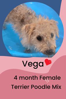 VEGA –4 MO FEM POODLE TERRIER MIX @ PETCO, 5011 E. RAY ROAD, PHOENIX ...