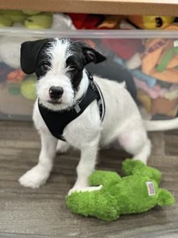 Frenchie Doodle - Puppy Area