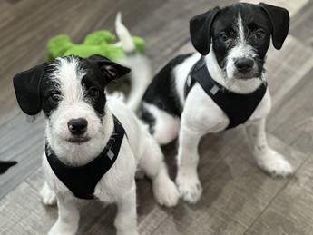 Frenchie Doodle - Puppy Area