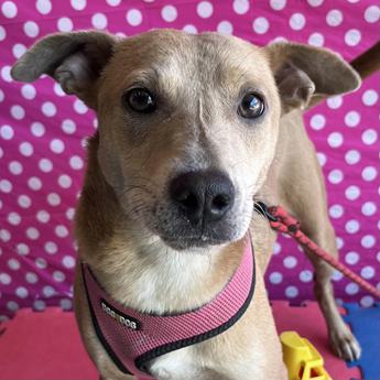 Lady Jessica - Puppy Area