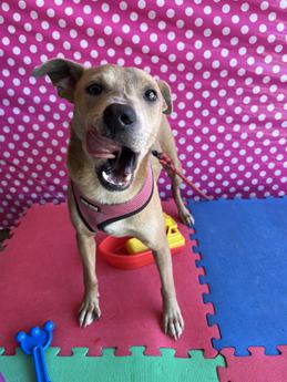 Lady Jessica - Puppy Area