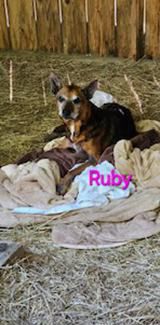 Ruby - Puppy Area