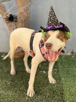 September - Puppy Area