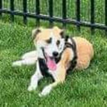 Autumn (Foster to Adopt) - Puppy Area