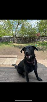 Grizzwald - Puppy Area