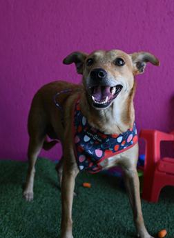 Marline - Puppy Area