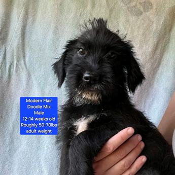 Modern Flair - Puppy Area