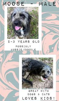 Moose - Puppy Area