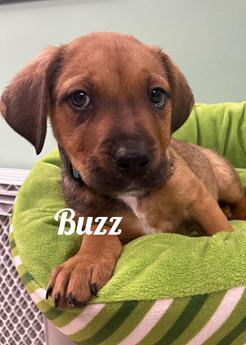 Buzz - Puppy Area