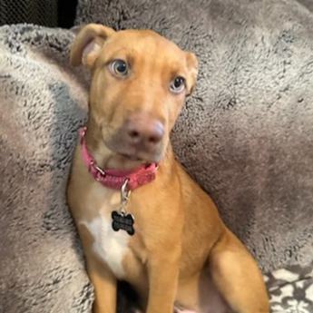 Chicago - Puppy Area