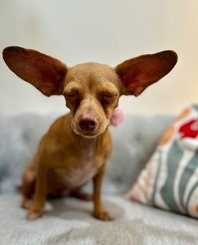 Dobalina - Puppy Area