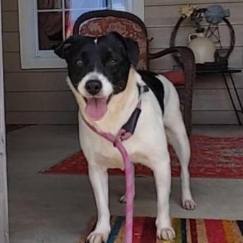 June Bug - Puppy Area