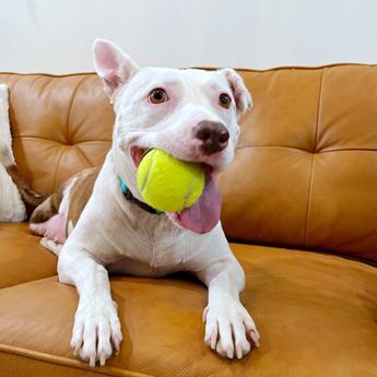 June the Tri-Pawed Wonder Dog - Puppy Area