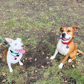 June the Tri-Pawed Wonder Dog - Puppy Area