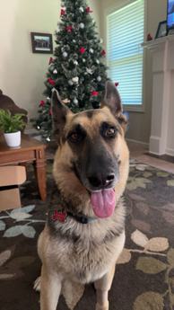 Paisleigh - Puppy Area