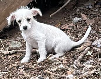 Scruffy/Fluffy puppies - Puppy Area