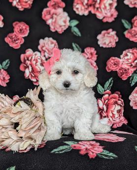 Loralee - Puppy Area