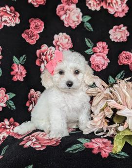 Loralee - Puppy Area