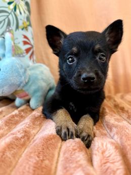 Precious Penny - Puppy Area