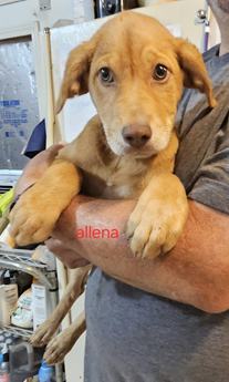 Allena - Puppy Area