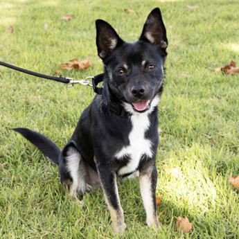 Checkers - Puppy Area