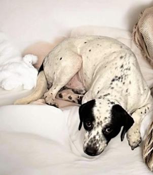 Hank Jr - Puppy Area