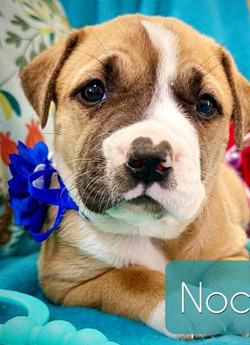 Nocona Boots - Puppy Area
