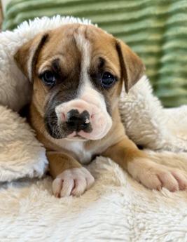 Nocona Boots - Puppy Area