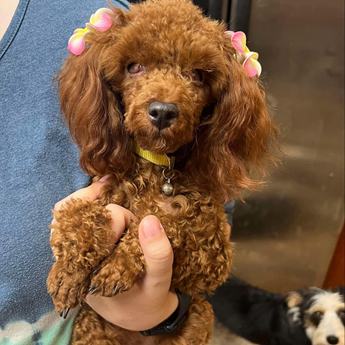 Sweet Suki - Puppy Area