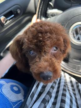 Sweet Suki - Puppy Area