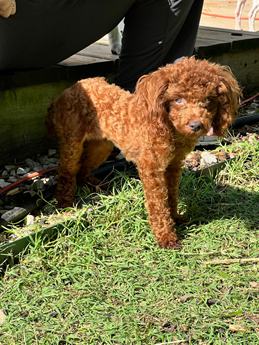 Sweet Suki - Puppy Area