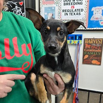 Taquito - Puppy Area