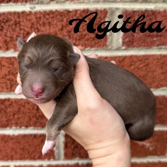 Agitha - Puppy Area