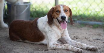 Blake in NH! Come Meet our Adoptable Dogs Wednesday-Saturday. More info ...