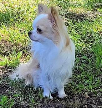 Tiny 3000 Sablefawn Long Coat - Puppy Area