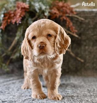 Astella - Puppy Area