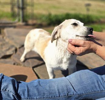 Paul – Pawsome Dude! - Puppy Area