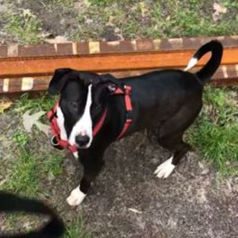 Bocephus - Puppy Area