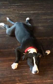 Bocephus - Puppy Area