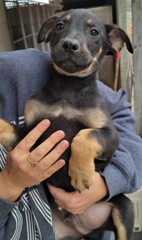 Mr. Ray - Puppy Area