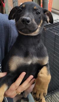 Mr. Ray - Puppy Area