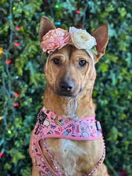 Jasmine - Puppy Area