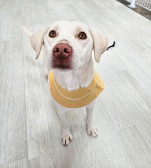 Soonshim - Puppy Area