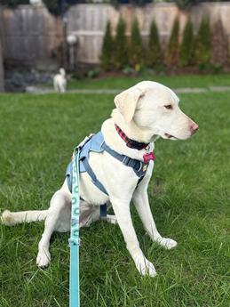 Soonshim - Puppy Area